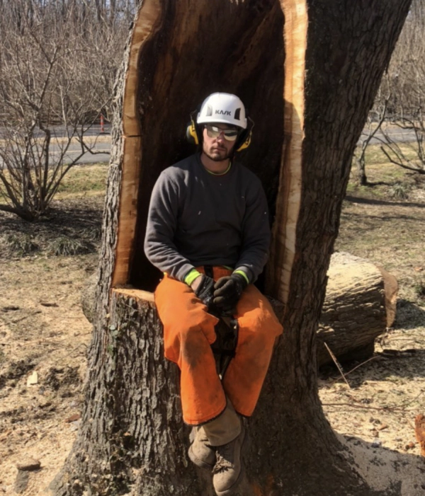 Arborist Training Fort Collins, CO | Free Estimates | UpDown Arborist